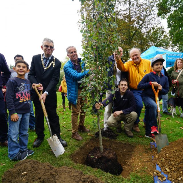 Forest for Peterborough tree vandalised - News - PECT