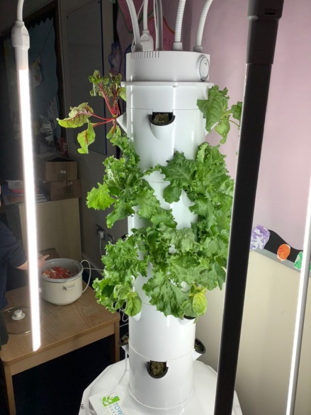 Using the ReThink Food Growing Tower in our school - Blog - PECT