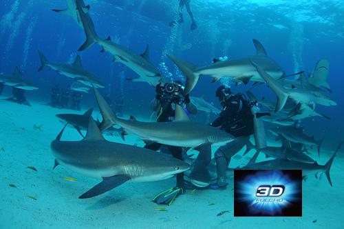 SHARK-FEEDING (video 3d)