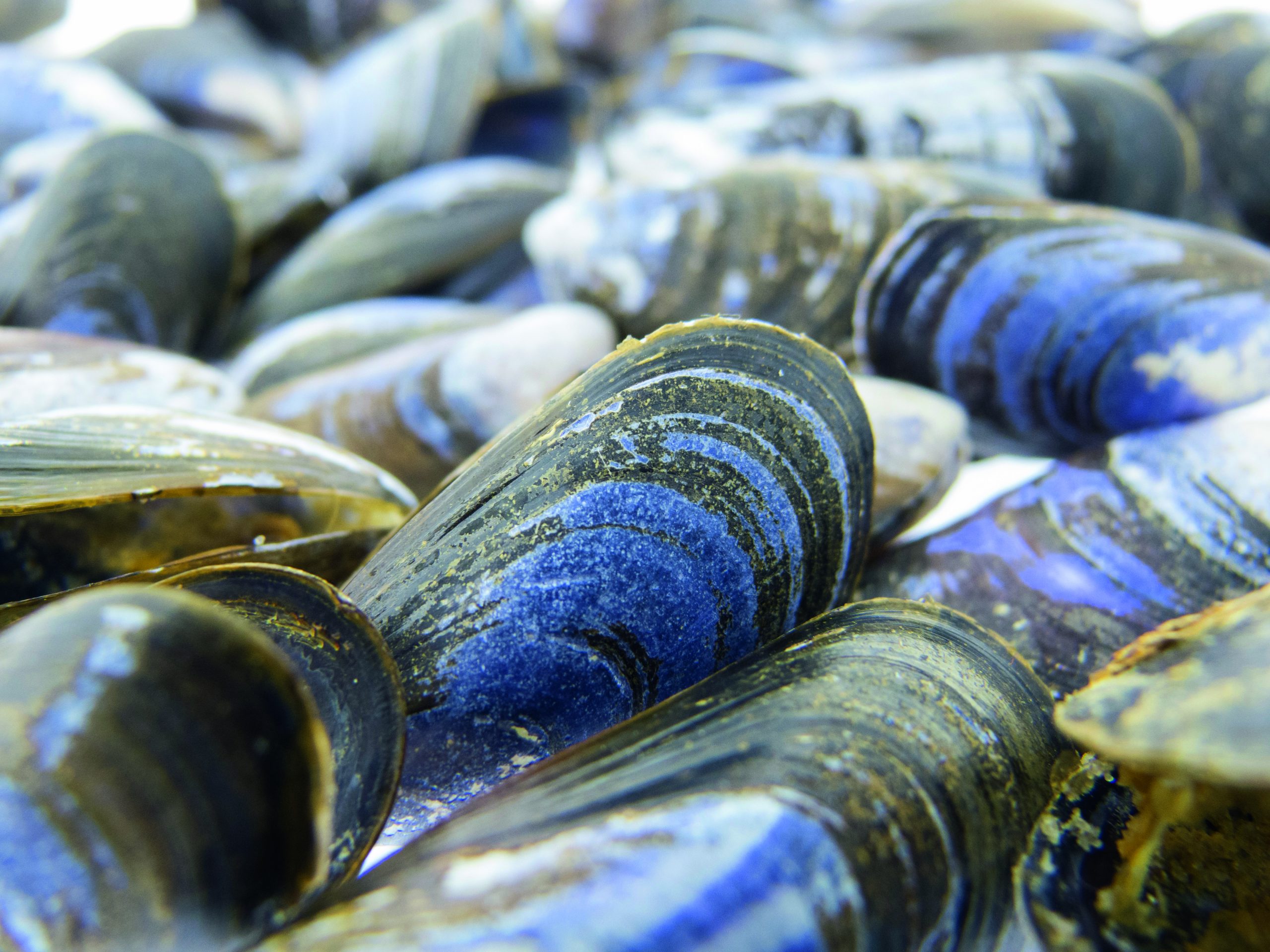 Pearl of a Project | What's What Magazine