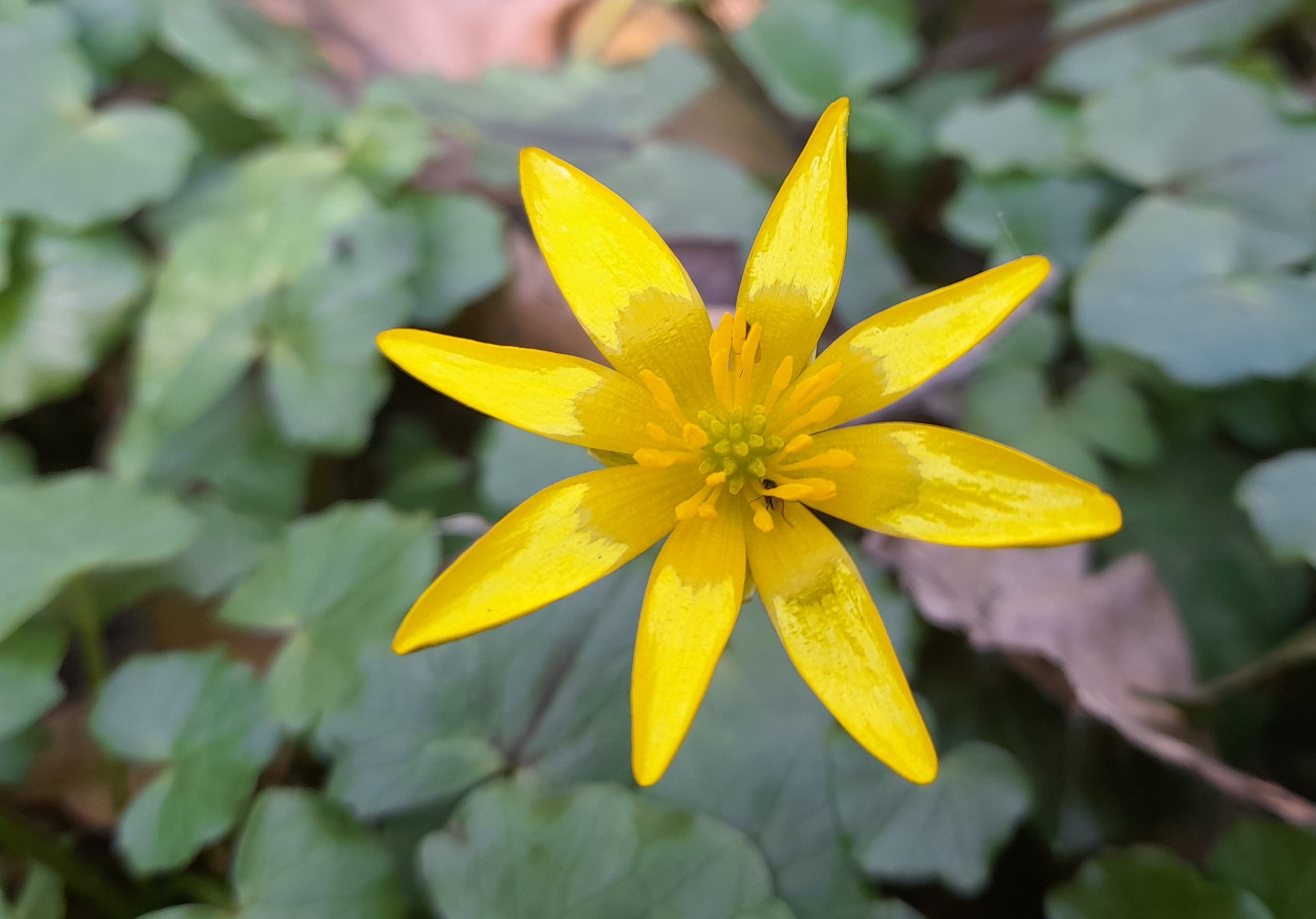 Ode to a Celandine | What's What Magazine