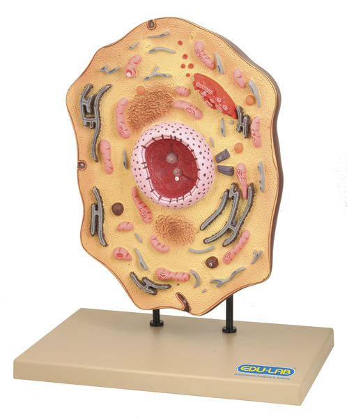 Model: Animal Cell - Edulab
