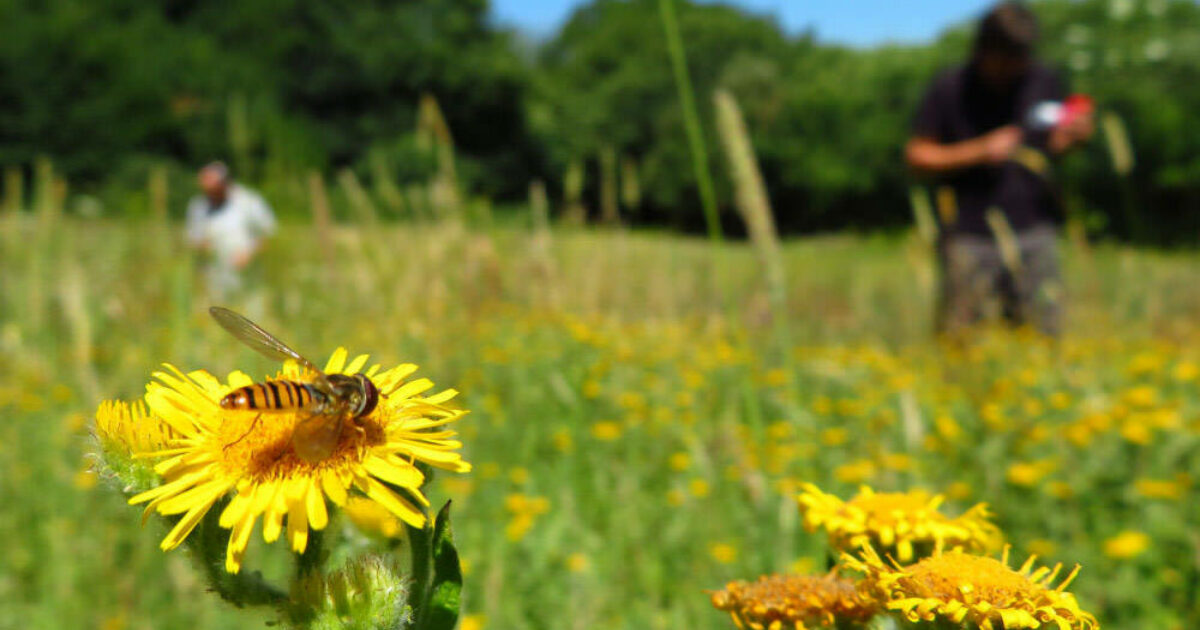 Greenminds | Rewilding People & Places