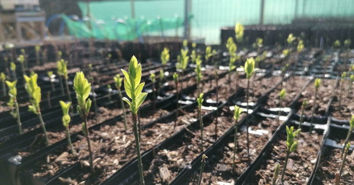 Greenminds | Rewilding People & Places