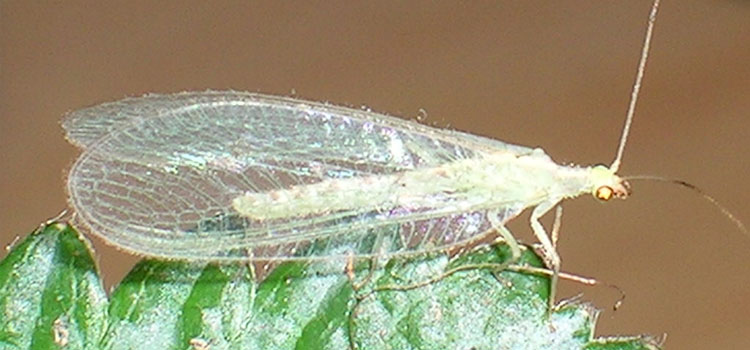 Lacewing Guide