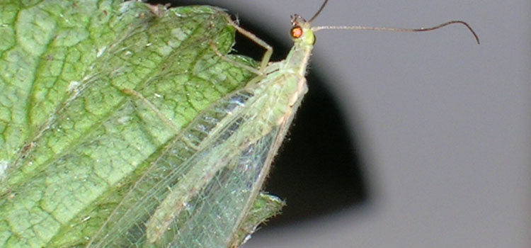Lacewing Guide