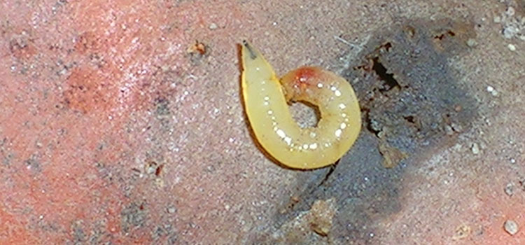 Carrot Rust Fly Guide