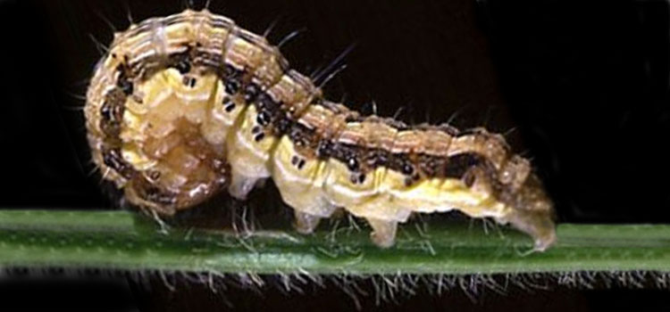 Corn Earworm - Pest Identification for Vegetable Gardens