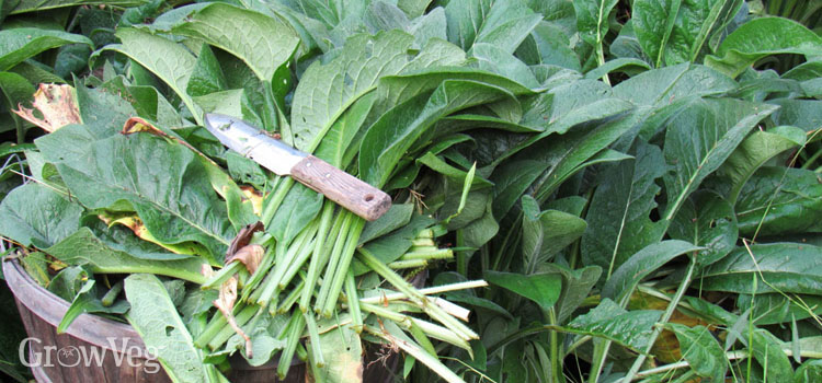 7 Best Uses for Comfrey
