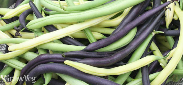 Growing Beans for Drying