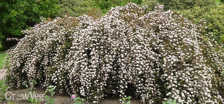 Top Five Native Shrubs for Pollinators