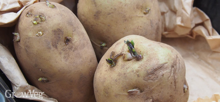 Potatoes (Maincrop) Grow Guide