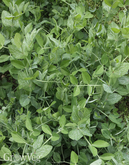 Overwintering Green Manures for Crop Rotation