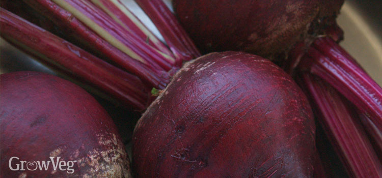 Growing Beets, from Sowing to Harvest