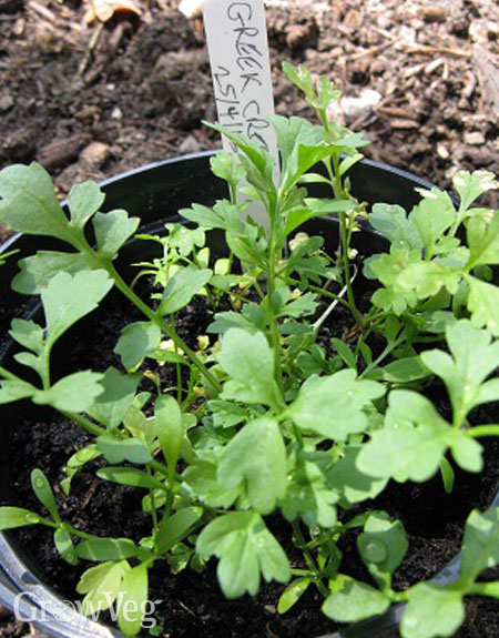 How to Grow Cress for Grown-Ups