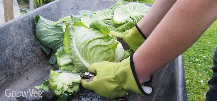 Growing Cabbages from Sowing to Harvest
