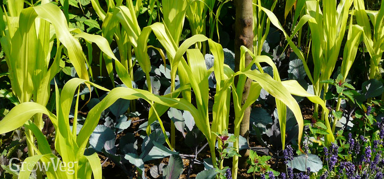 6 Proven Strategies to Boost Garden Harvests