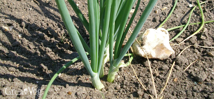 Growing Onions in Clusters - The Easy Way to Grow from Seed