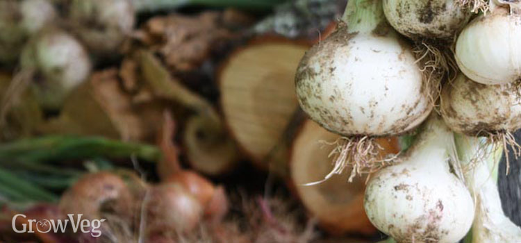 Ten Top Tips for Growing Onions from Seed