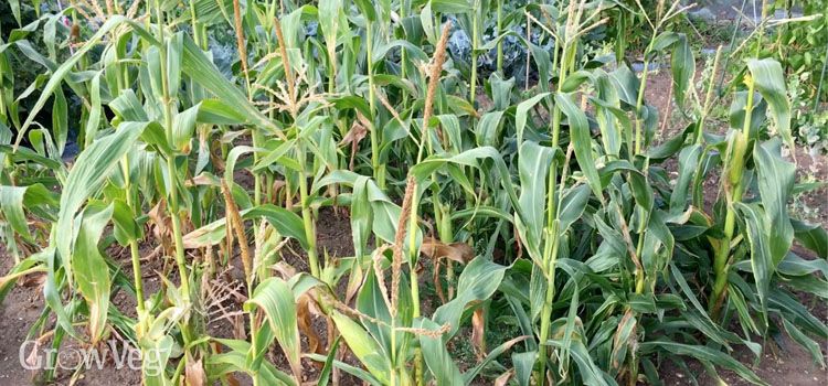 Grow Perfect Corn Every Time