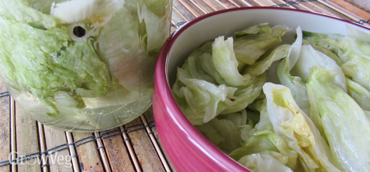 How to Sow, Grow and Pickle Crisphead Lettuce