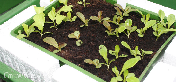 Cheap and Cheerful Ways to Insulate Your Greenhouse