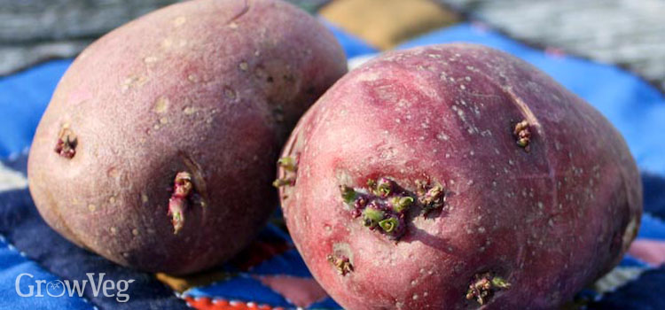 How to Grow Super Early Potatoes