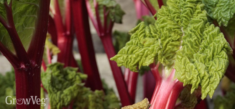 Making the Most of Rhubarb