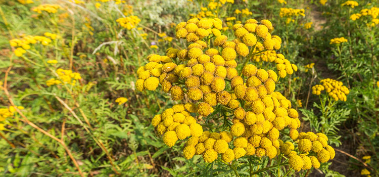 Why You Should (and Shouldn't) Grow Tansy