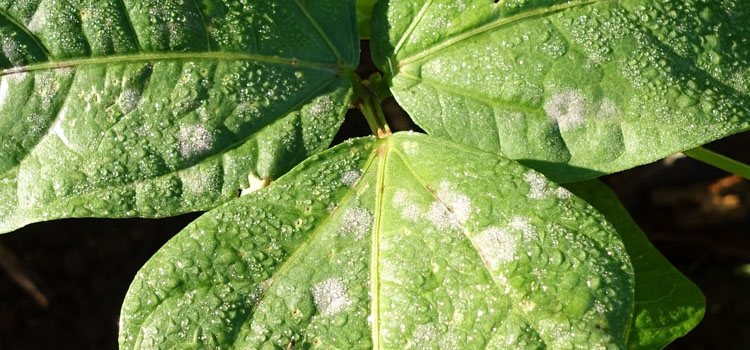 Bean Powdery Mildew Guide