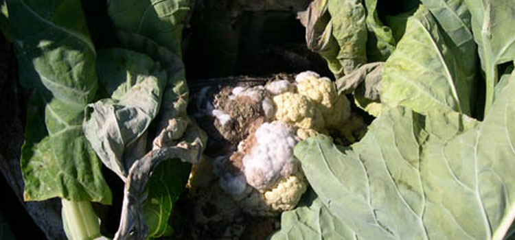 Cabbage Soft Rot - Pest Identification for Vegetable Gardens