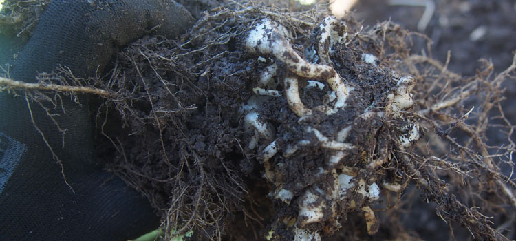 Brassica Club Root - Pest Identification for Vegetable Gardens
