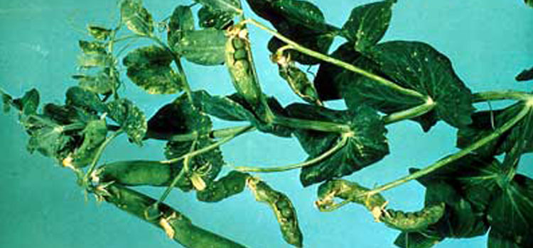 Pea Enation Virus Guide