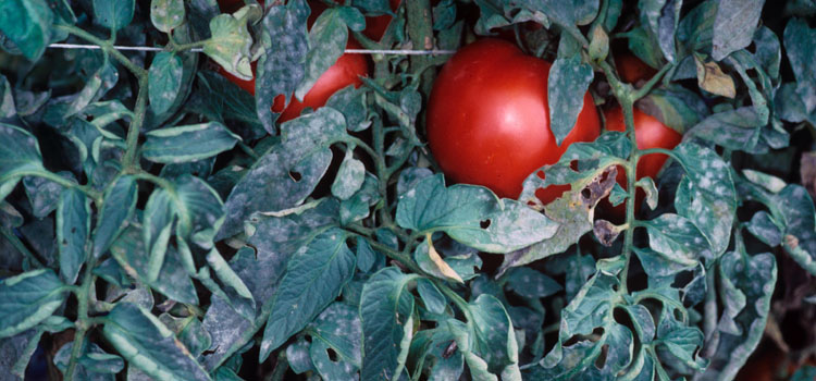 Tomato Powdery Mildew Guide