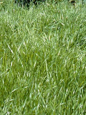 Rye (Annual) Grow Guide