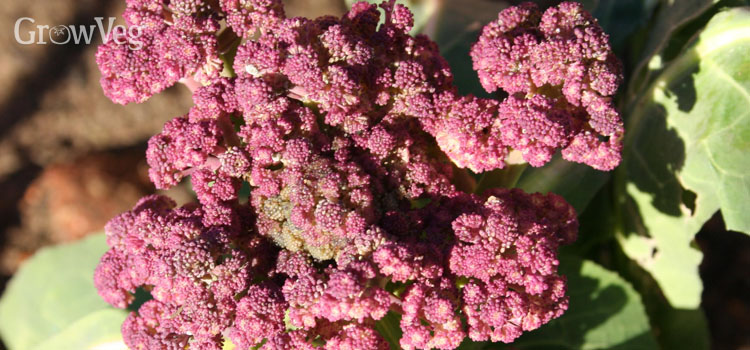 How to Grow Better Broccoli