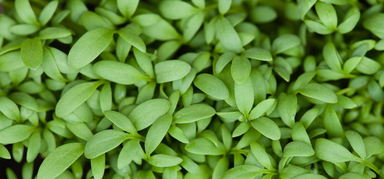 How to Grow Cress for Grown-Ups