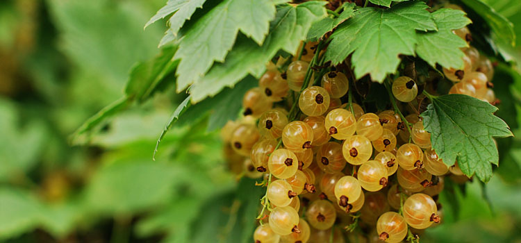 How to Grow New Currant Bushes For Free