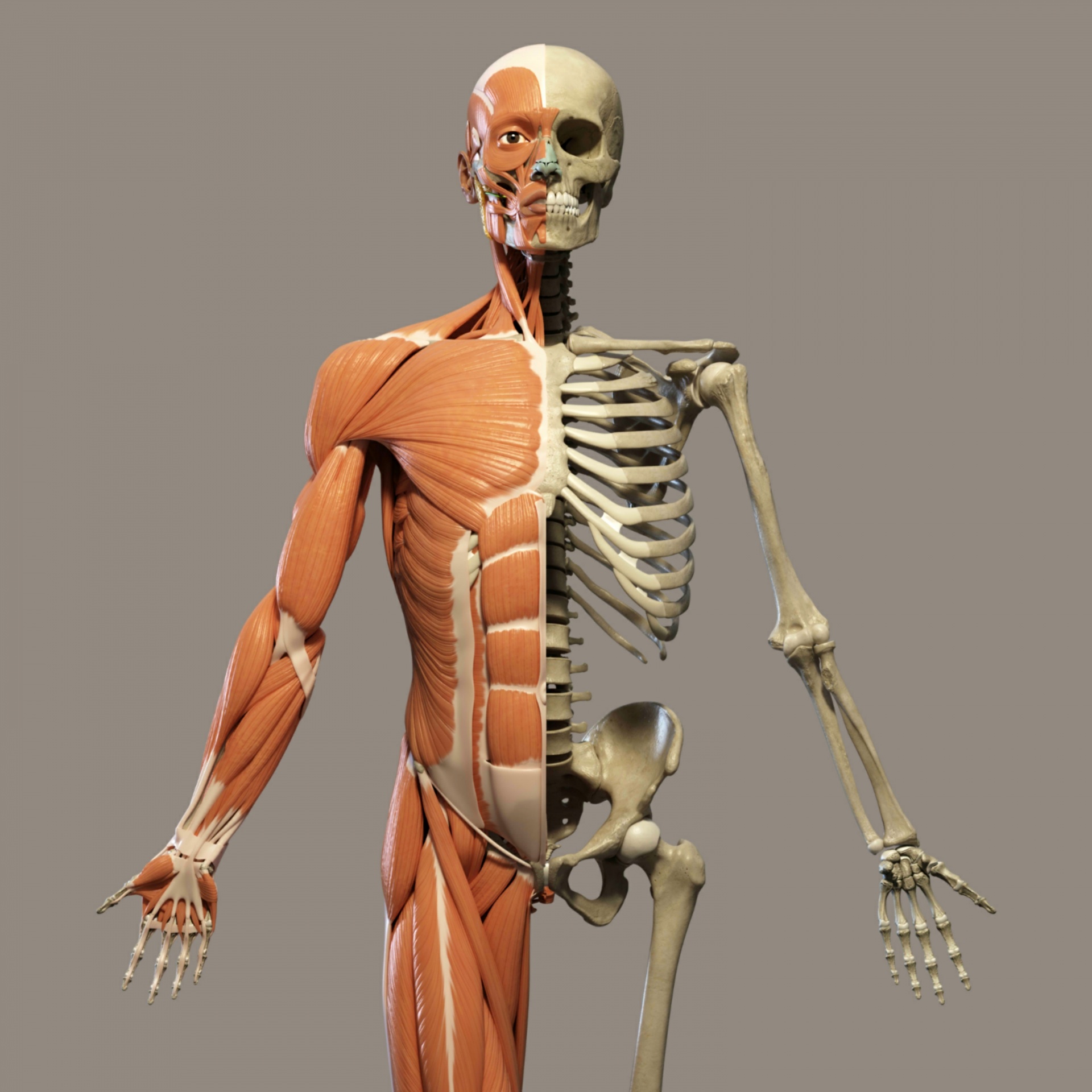 Skeletons Bones And Muscles Why Can t Granny Run Like Me Bones 
