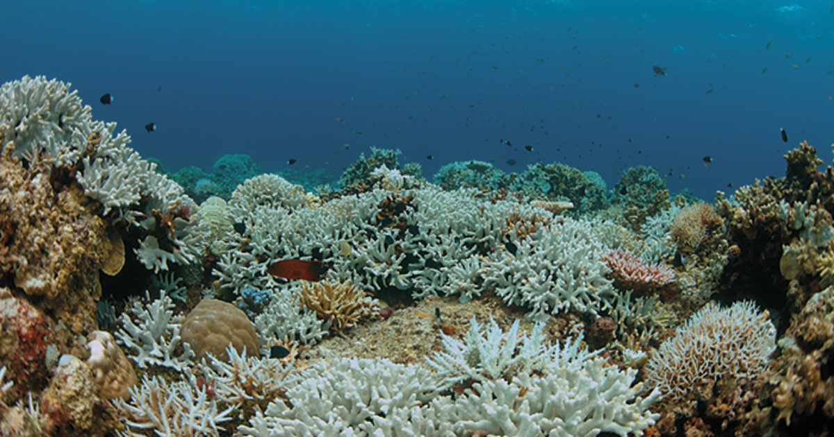Coral bleaching now ‘new normal’ - IEMA