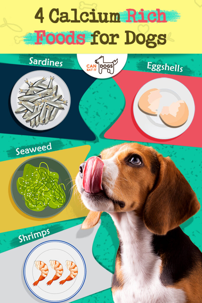 Boost Your Dog’s Health with These 4 Calcium-Rich Food