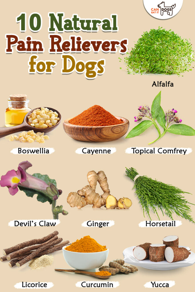 10 Natural Pain Reliever for Dogs