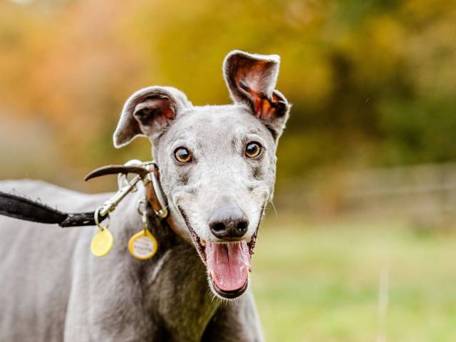 Charlie - male Greyhound - Greyhound Dogs For Adoption, Kenilworth ...