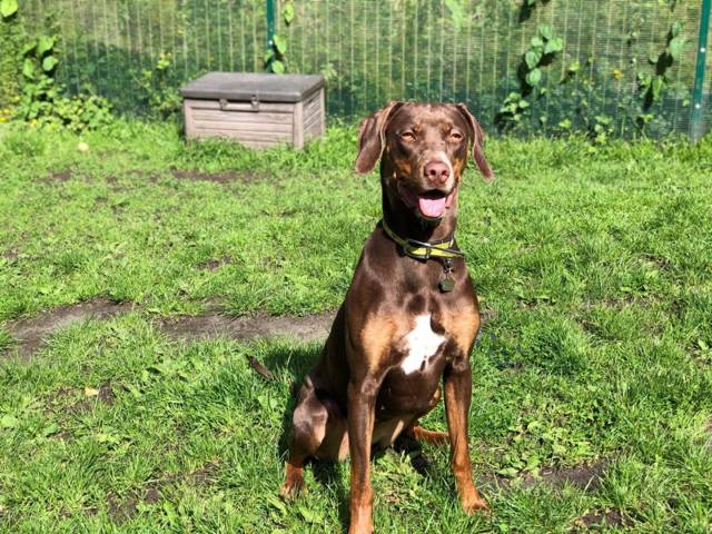 Pixie - female Crossbreed - Other / Mixed Breed Dogs For Adoption ...