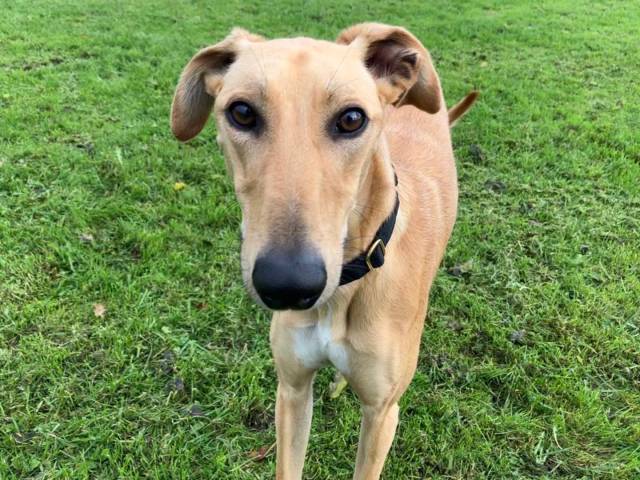 Lionel longlegs - male Lurcher Cross - Lurcher Dogs For Adoption, West ...