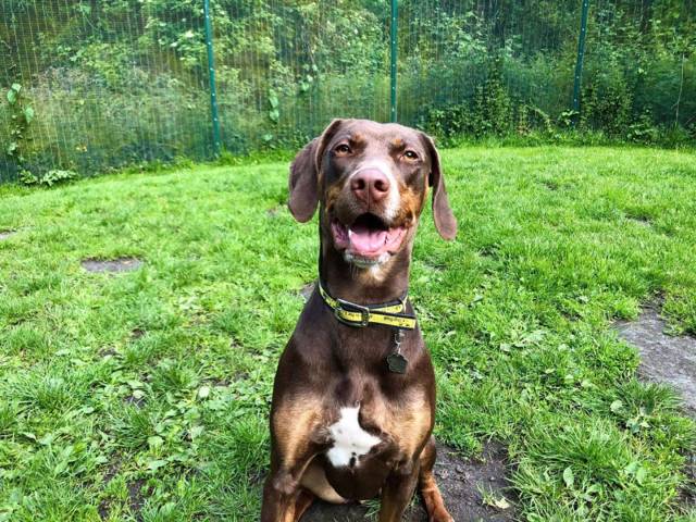 Pixie - female Crossbreed - Other / Mixed Breed Dogs For Adoption ...