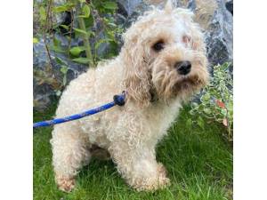 Rescue Dogs in Blackpool | Petlist