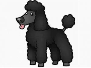 Miniature Poodle Rescue Dogs in the United Kingdom | Petlist