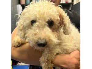 Miniature Poodle Rescue Dogs in the United Kingdom | Petlist