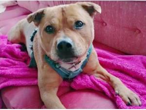 Rescue Dogs in Stoke-on-Trent | Petlist